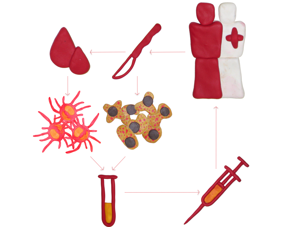 Immune system & cancer